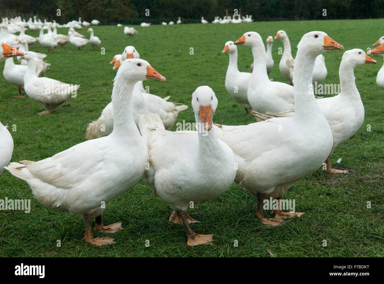 Free range farm hi-res stock photography and images - Alamy