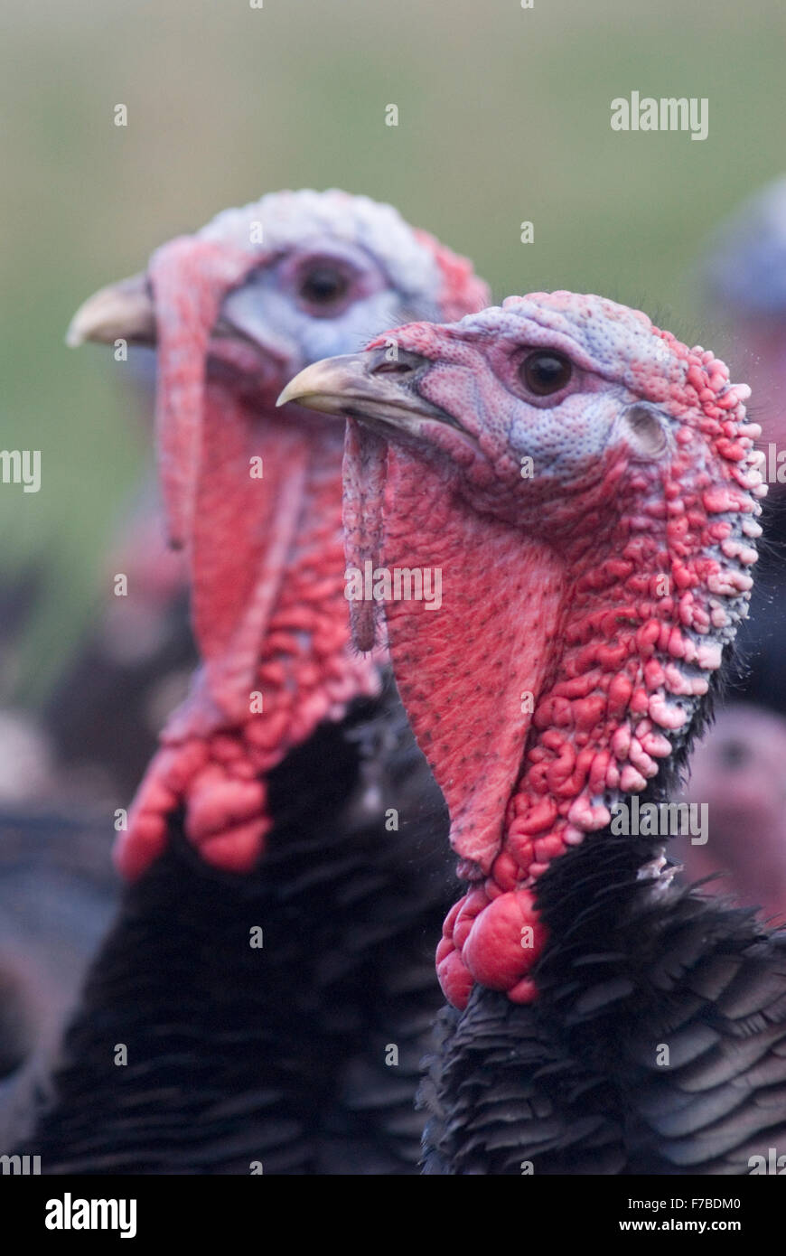 Bronze Turkeys Free Range High Resolution Stock Photography and Images ...