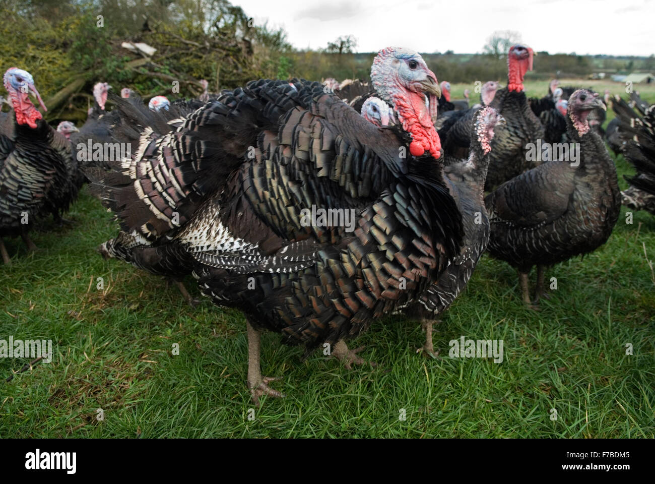 Bronze free range turkeys on hi-res stock photography and images - Alamy