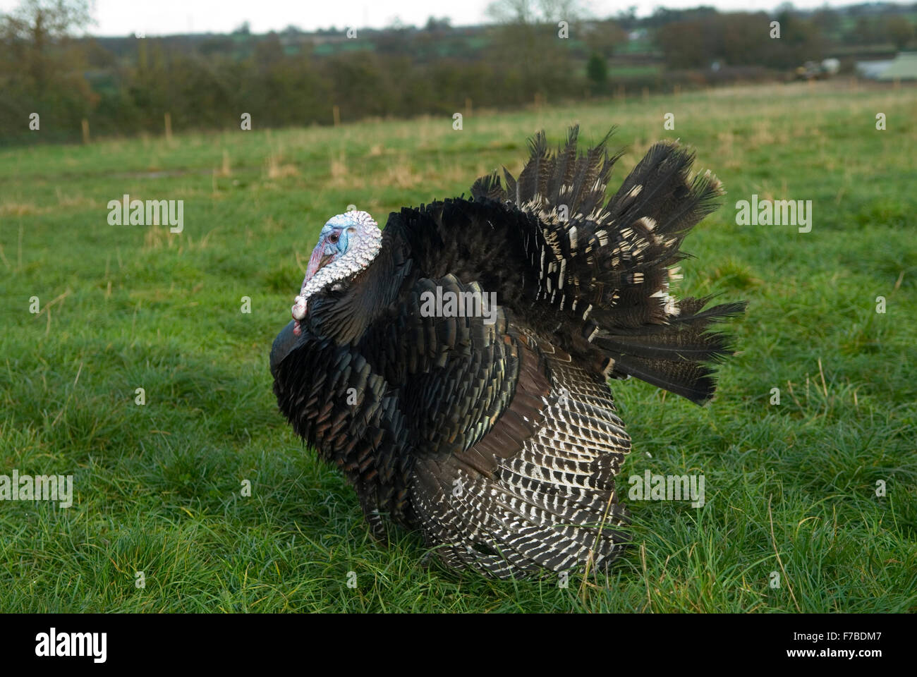 Bronze free range turkeys on hi-res stock photography and images - Alamy