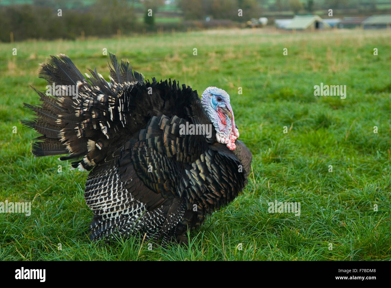 Bronze free range turkeys on hi-res stock photography and images - Alamy