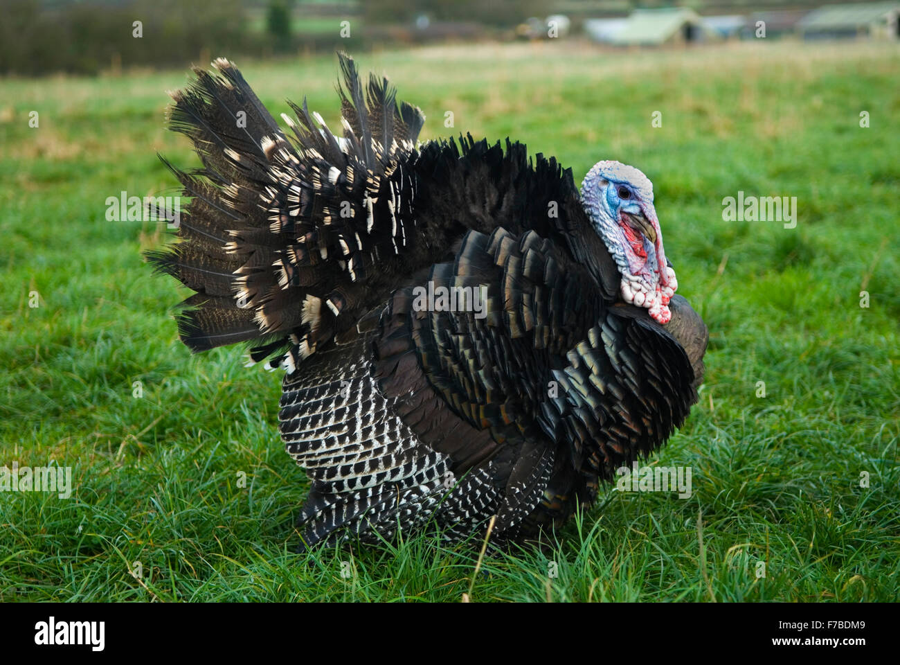 Free range turkey uk hi-res stock photography and images - Alamy