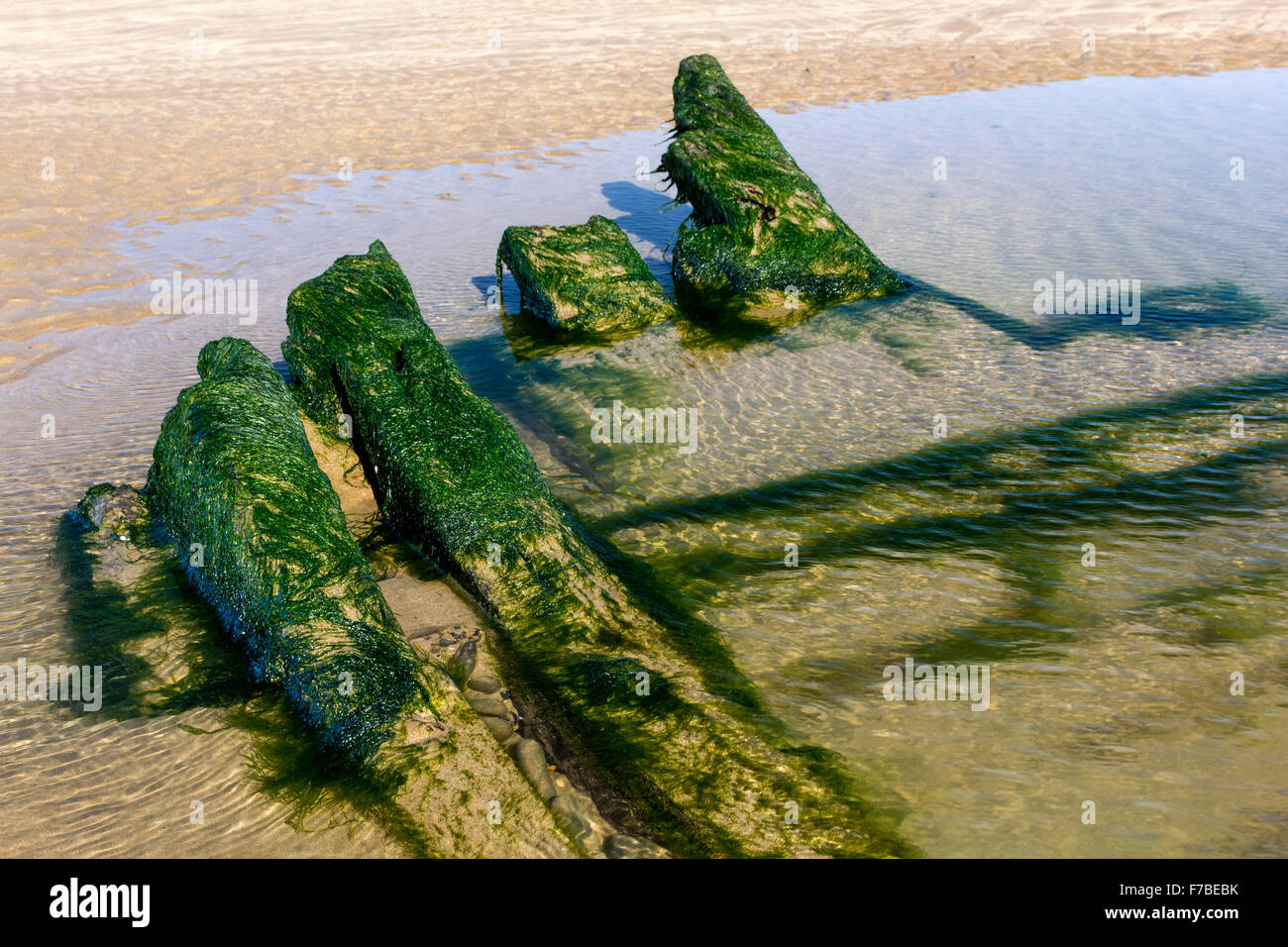 Decomposing Oak Sailing Ship Ribs Covered in Thread Weed (Ulva ...