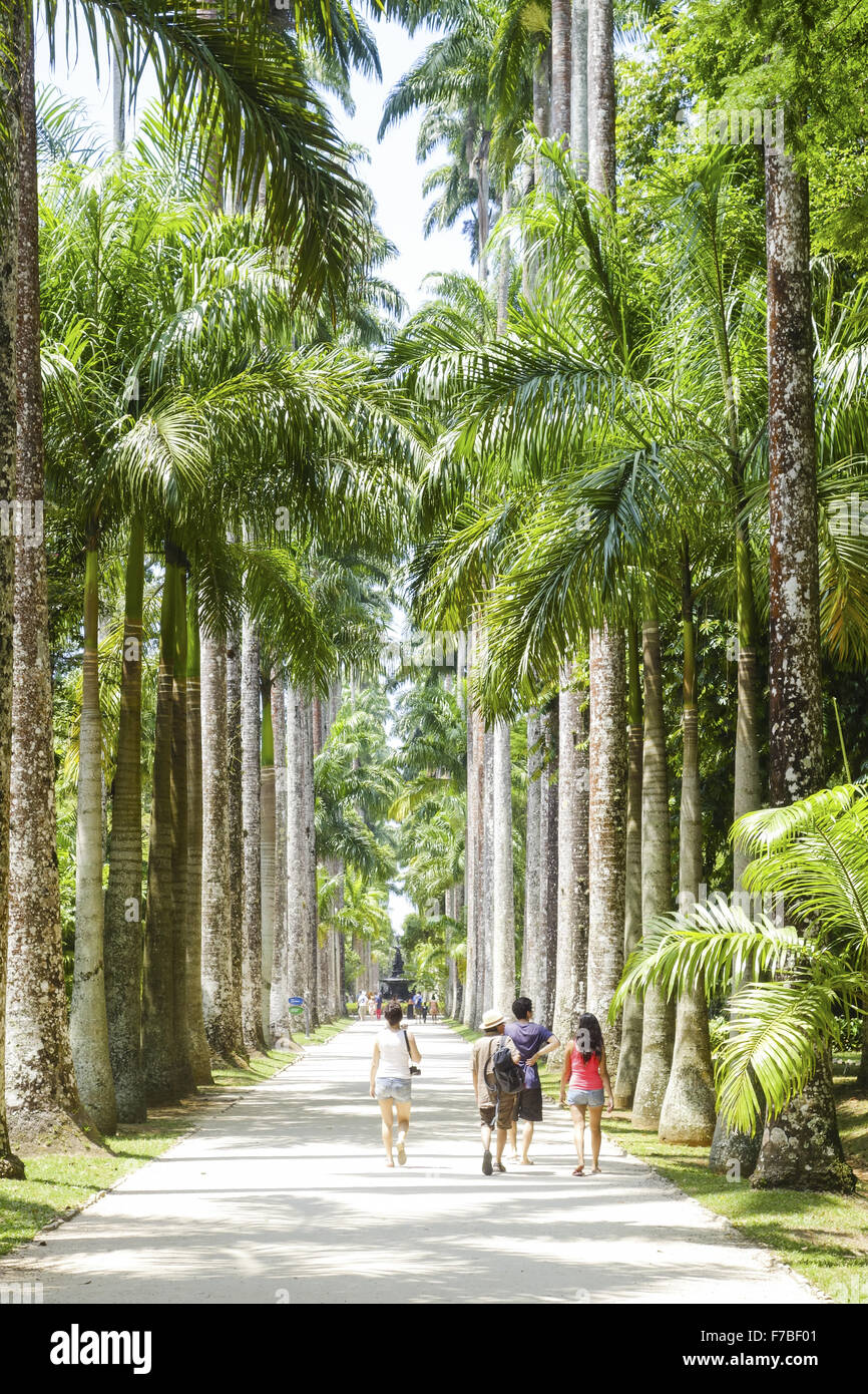 Rio de Janeiro, botanical garden, Jardim Botanico, Brazil Stock Photo ...