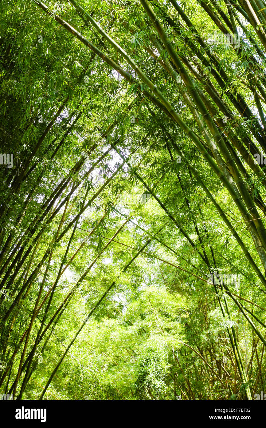 Rio de Janeiro, botanical garden, Jardim Botanico, bamboo, Brazil Stock ...