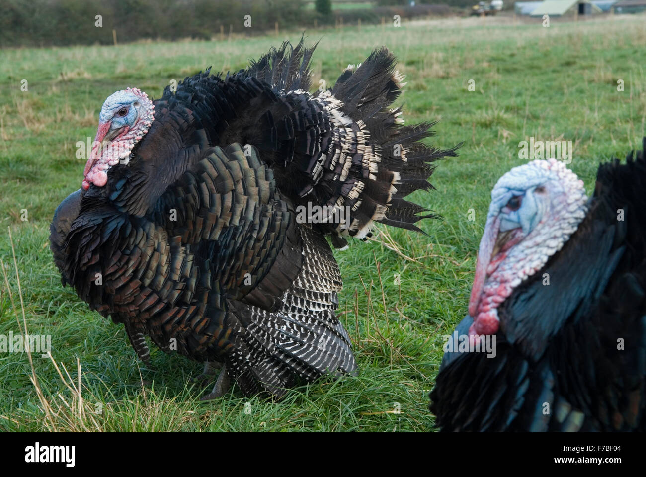 Bronze free range turkeys on hi-res stock photography and images - Alamy