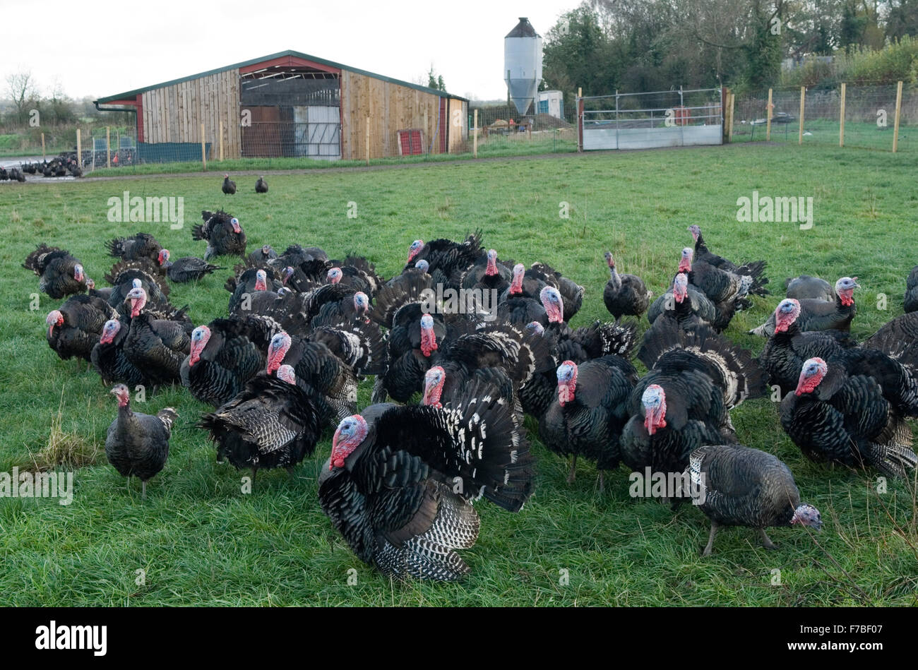 Free range Christmas Turkey Fosse Meadows Farm Leicestershire UK Stock ...