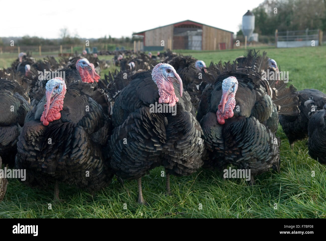Free range turkeys Uk. Bronze Turkey foraging in a pesticide free field ...