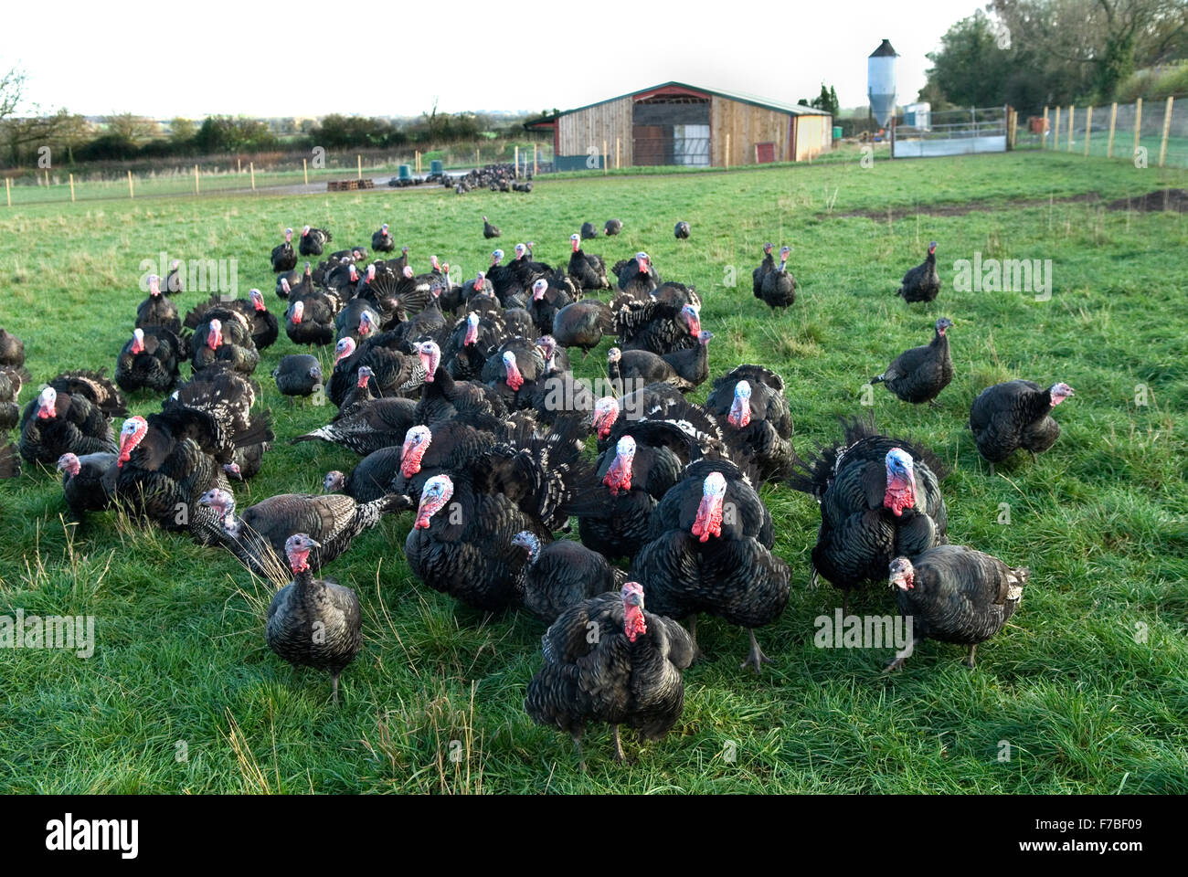 Free range turkey Uk. Bronze Turkey getting ready for the Christmas ...