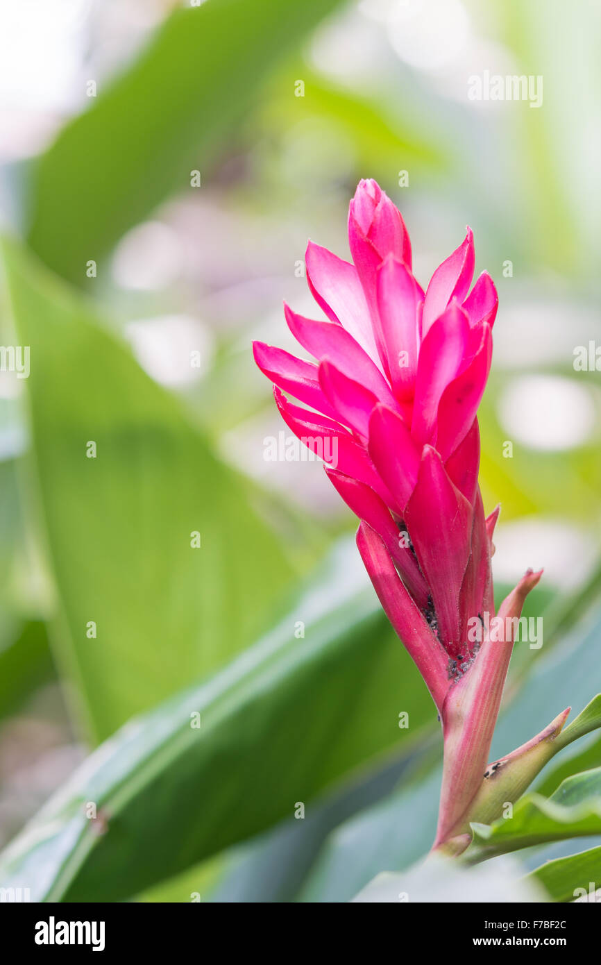 Beautiful red Torch Gingeron on a background greenery, soft blur Stock ...