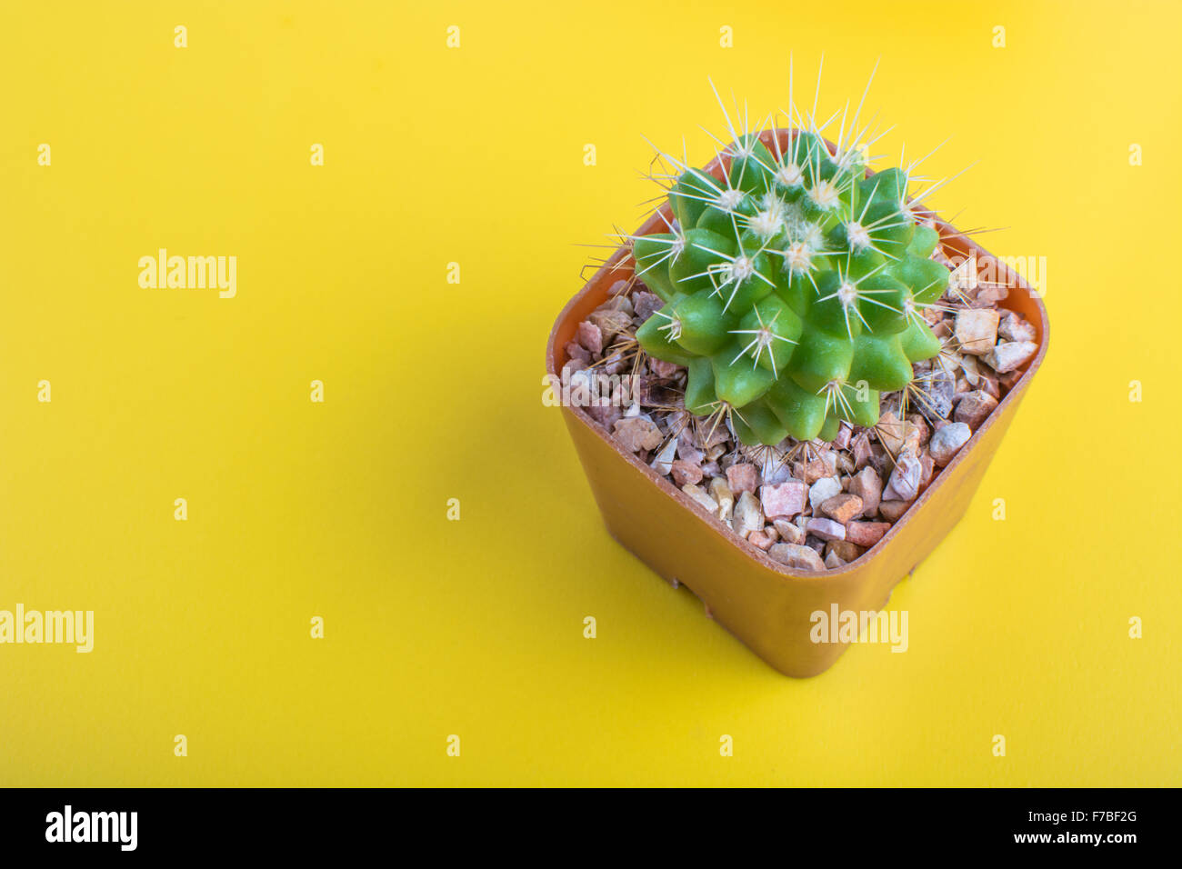 Potted cactus hi-res stock photography and images - Alamy