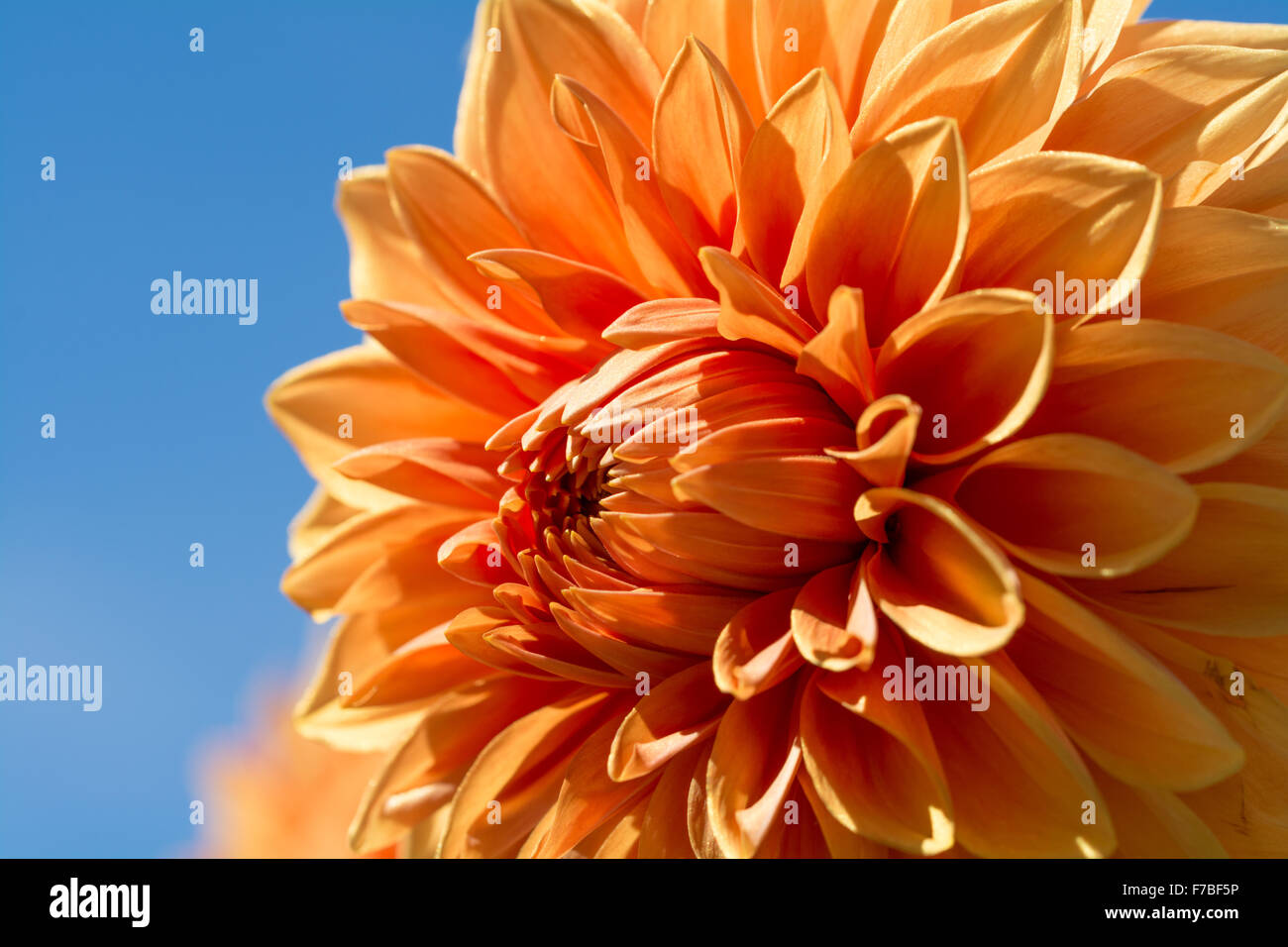 Dahlia Trengrove Autumn Stock Photo - Alamy