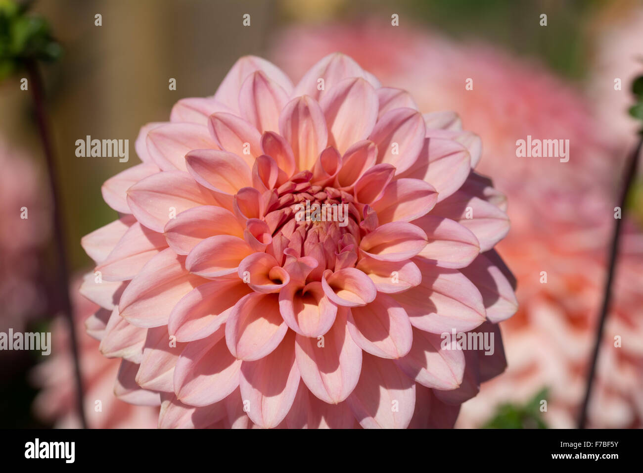 Dahlia Dr Caroline Rabbit Stock Photo - Alamy