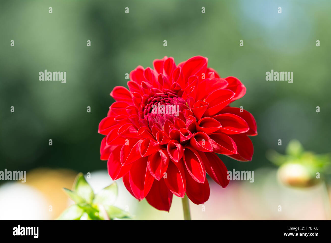 Punky hi-res stock photography and images - Alamy