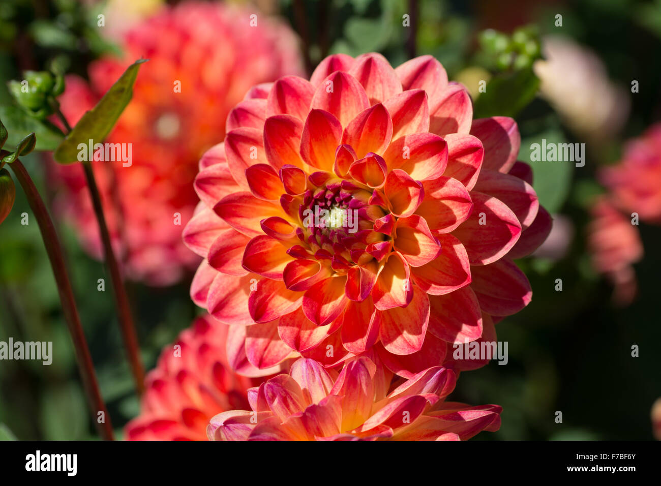 Amber flower hi-res stock photography and images - Alamy
