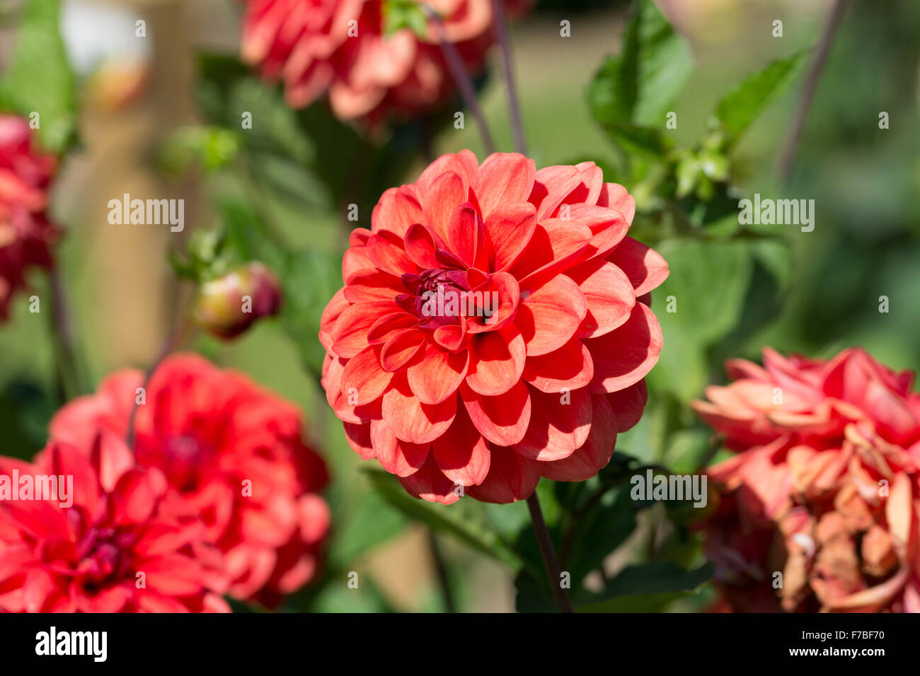 Blaze of red hi-res stock photography and images - Alamy