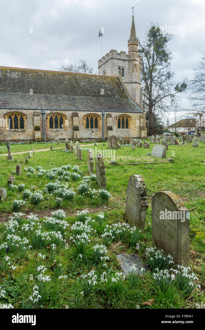 Snowdrops, Galanthus, in the churchyard at Birlingham, Worcestershire ...