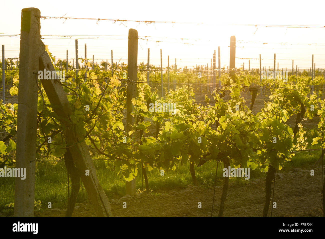Vine yard, Czech Republic, Southern Morava, Valtice Stock Photo - Alamy