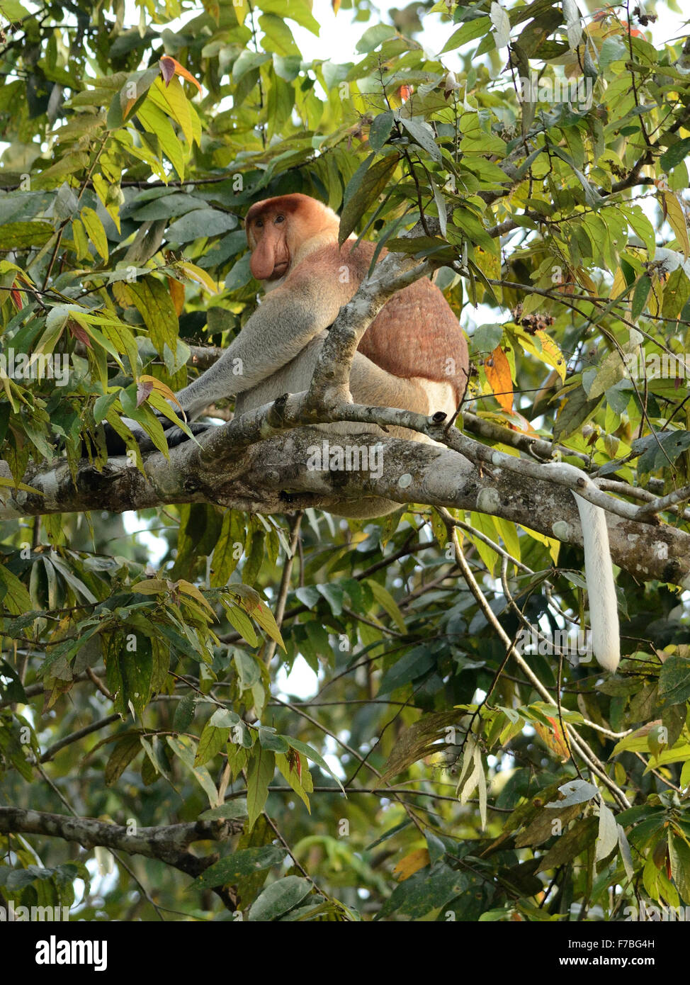 Proboscis monkey in mangrove forest of Borneo Stock Photo - Alamy