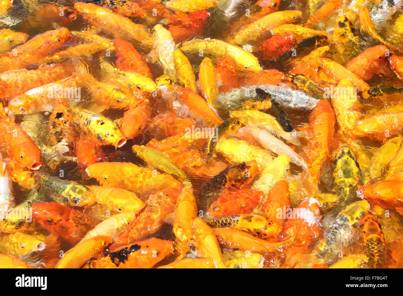 Koi fish wild hi-res stock photography and images - Alamy