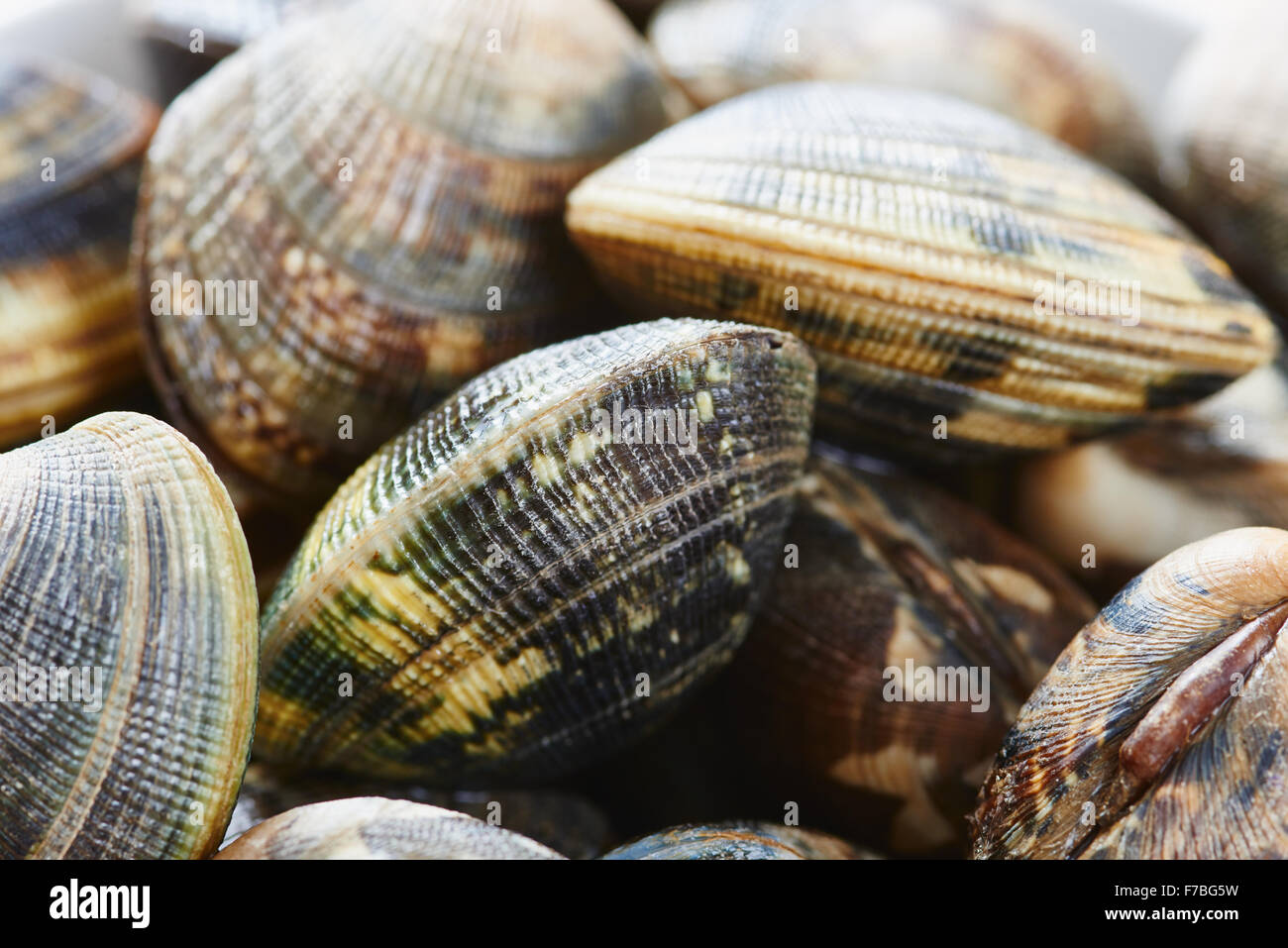 Clam Shell High Resolution Stock Photography and Images - Alamy