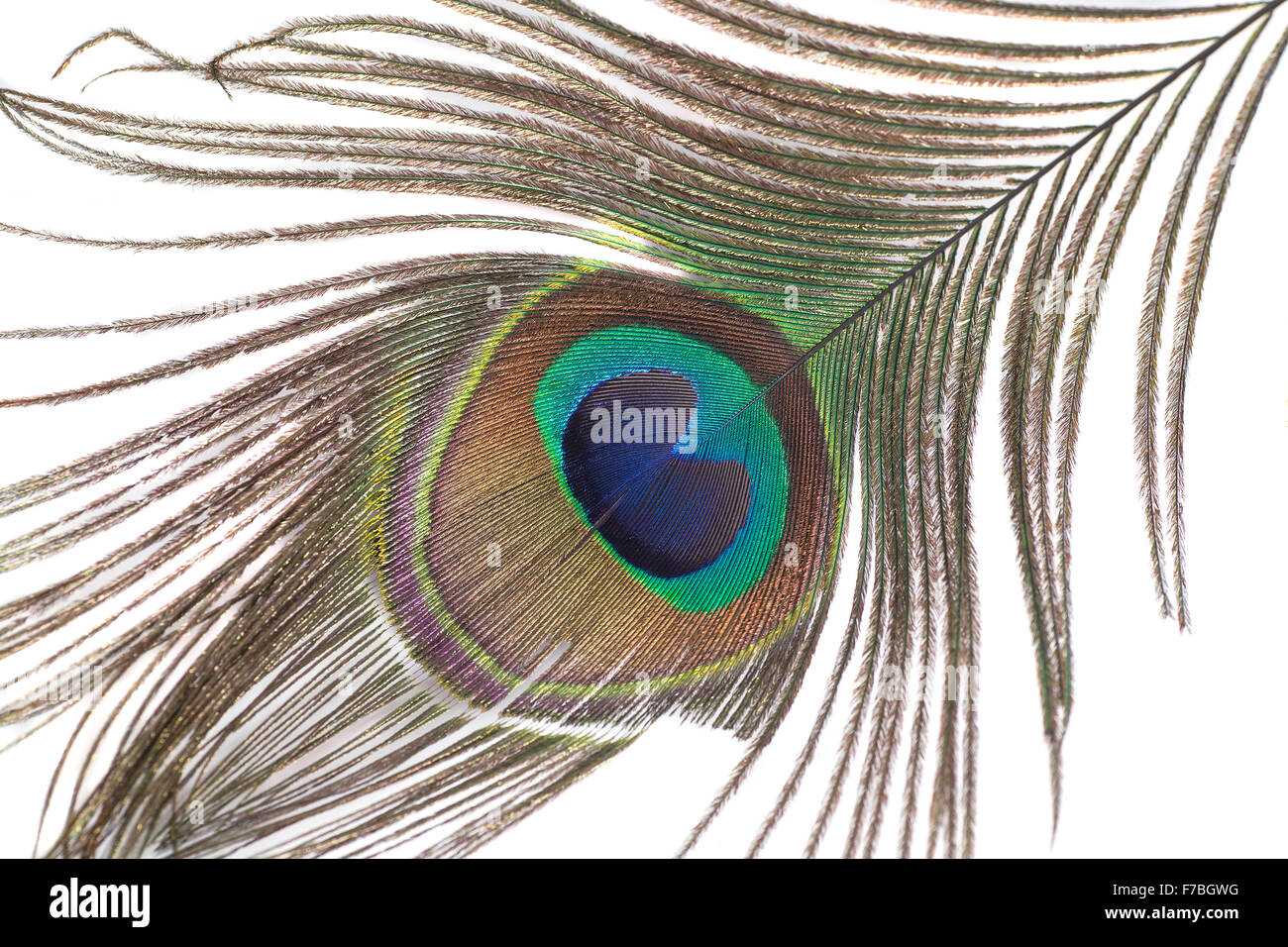 Peacock feathers isolated on white background Stock Photo - Alamy