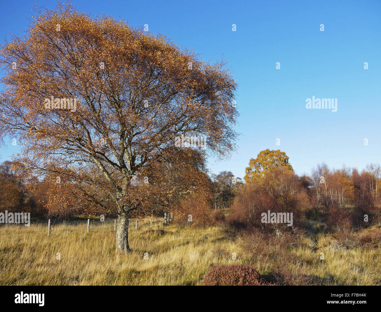 Autumn colours on the Badenoch Way walking trail in the scottish ...