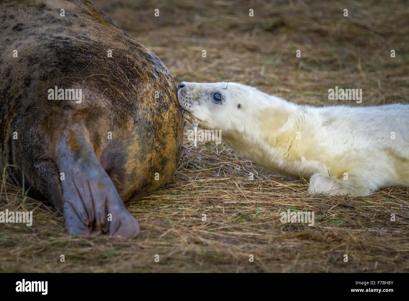 Young seal pup suckling milk from mum at Donna Nook nature reserve ...