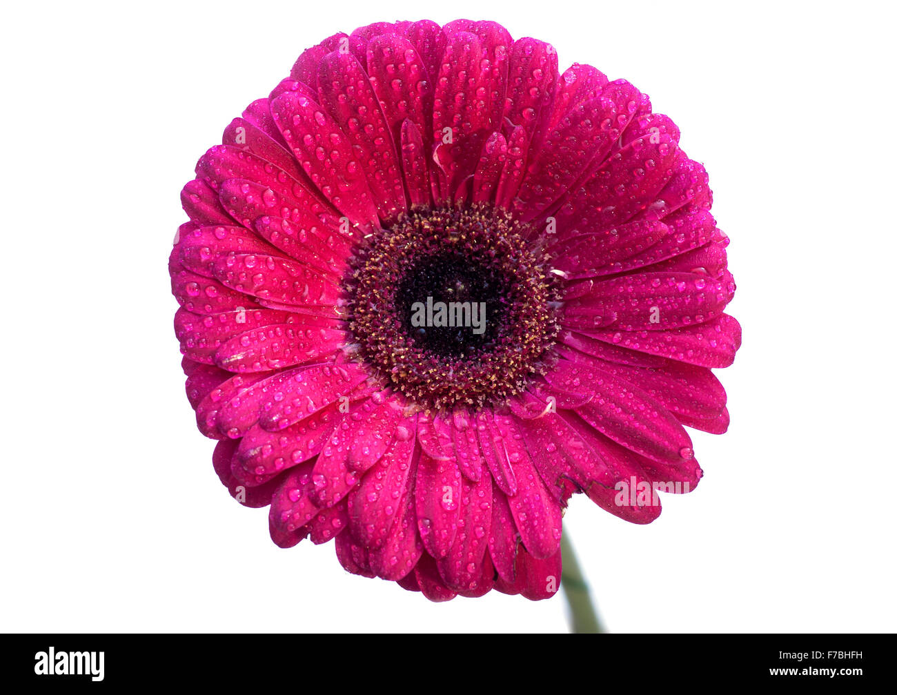 Red gerbera daisy isolated on white background Stock Photo - Alamy