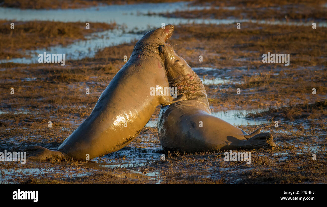 Two bull seals fighting at Donna Nook nature reserve North Sea ...