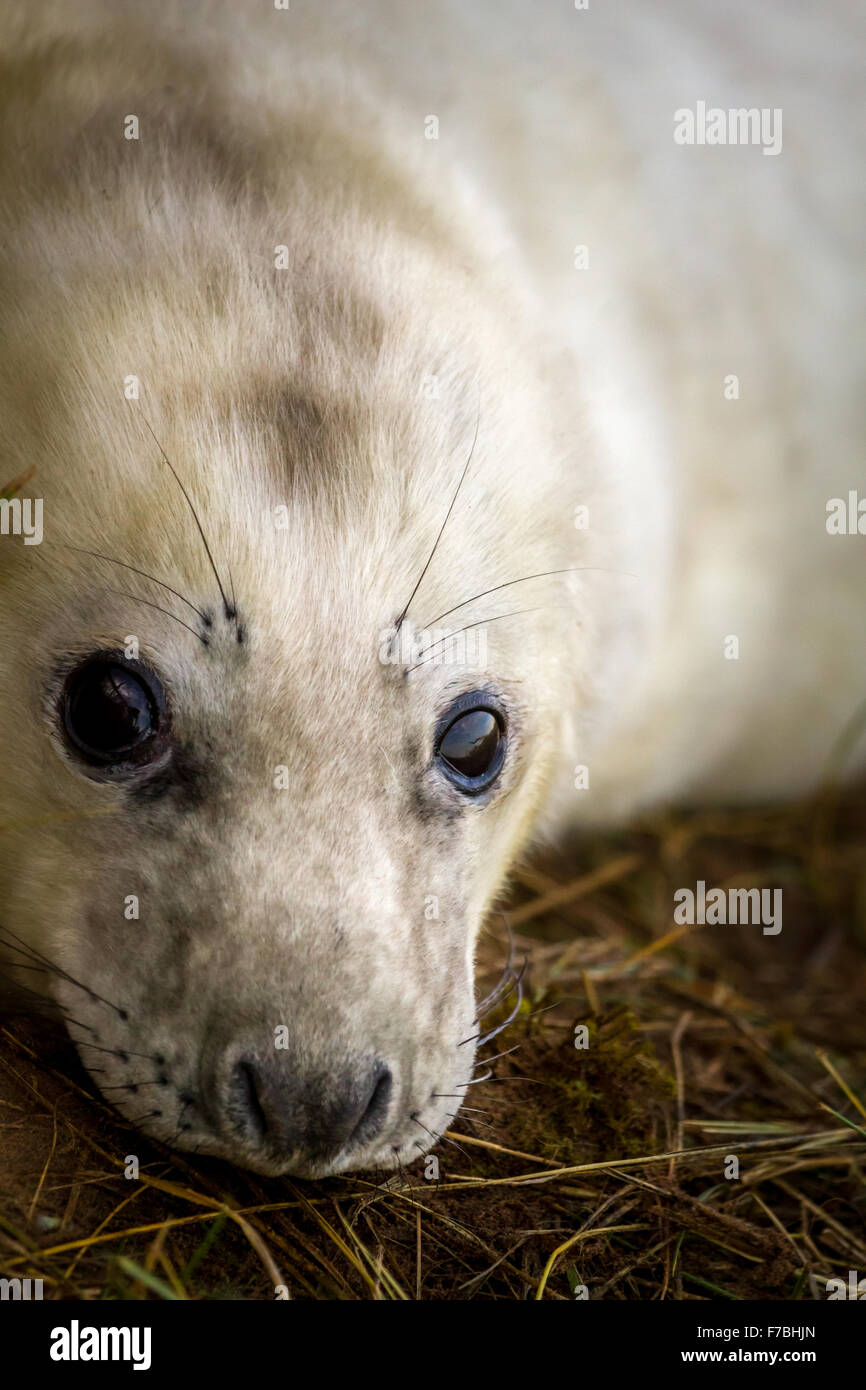 Seal face close up hi-res stock photography and images - Alamy