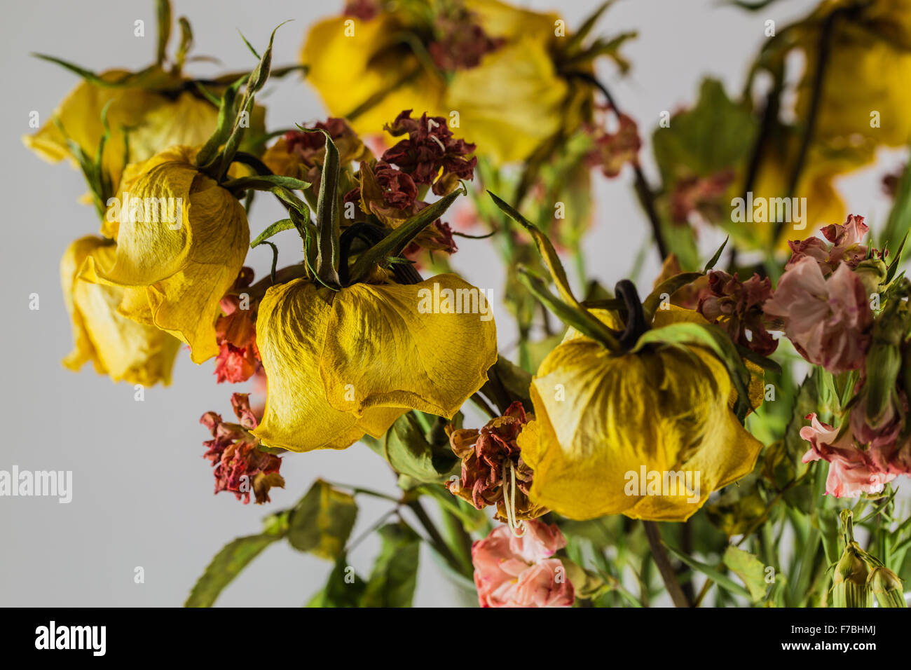 dry yellow roses on a white background Stock Photo - Alamy