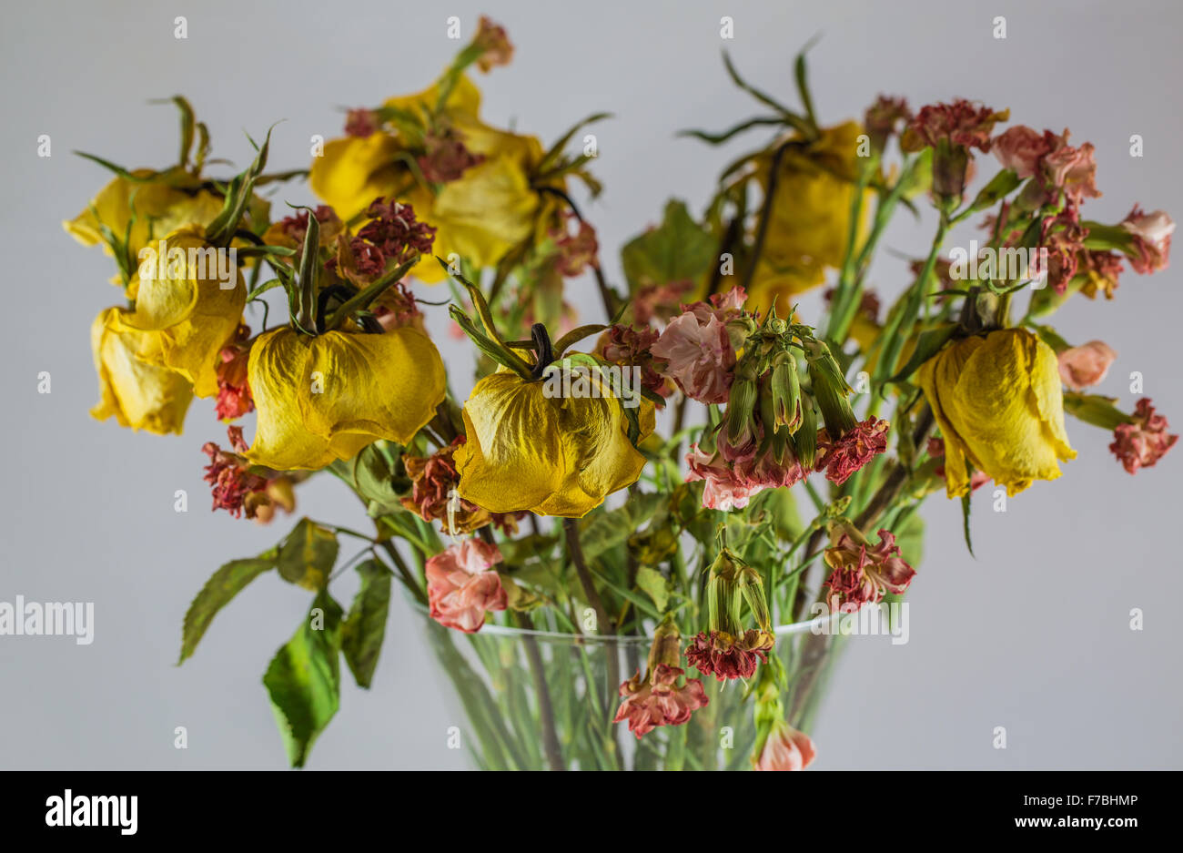 Dead yellow roses hi-res stock photography and images - Alamy