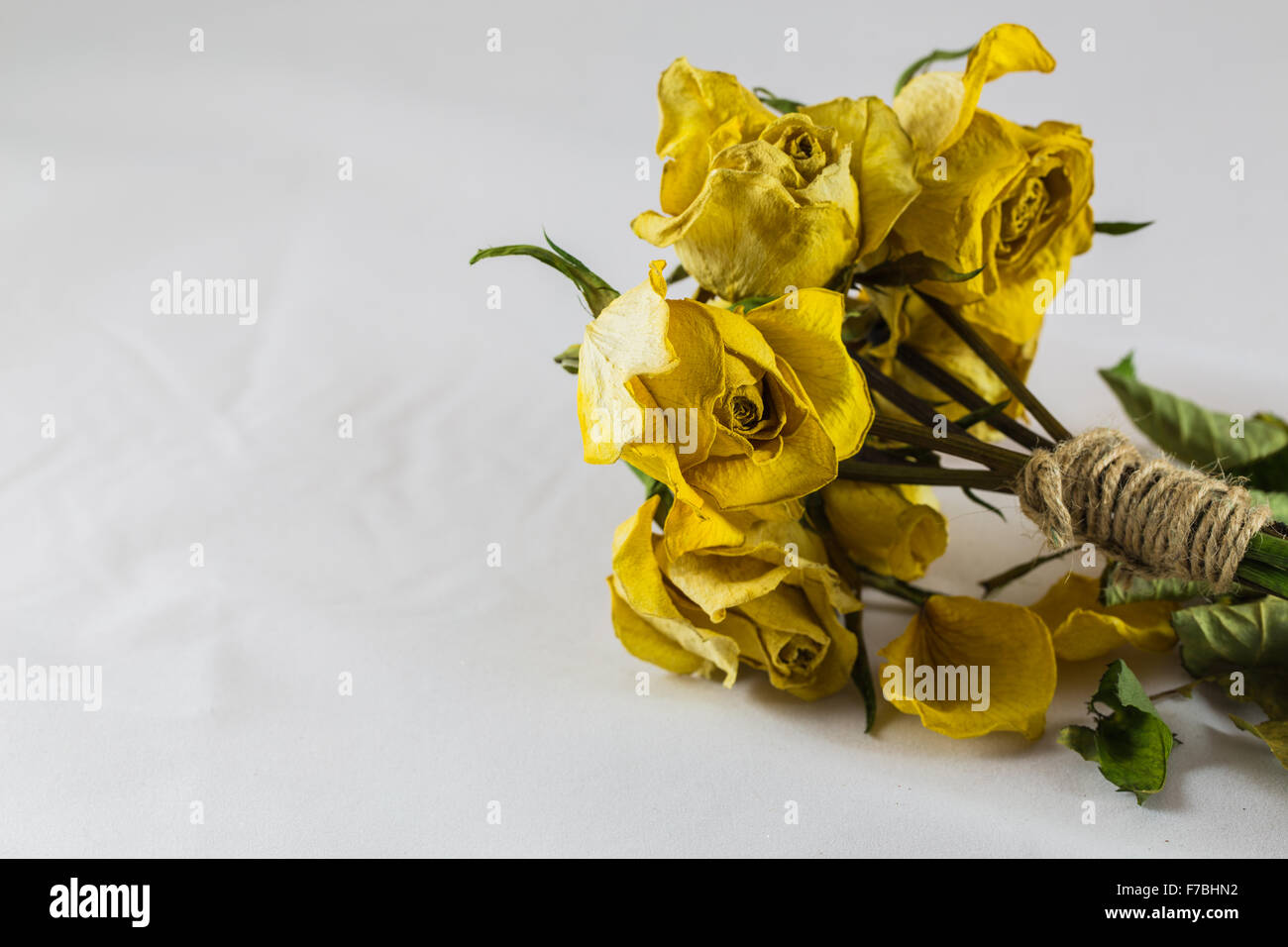 Bundle of dry yellow roses tied by jute twine on a white background ...