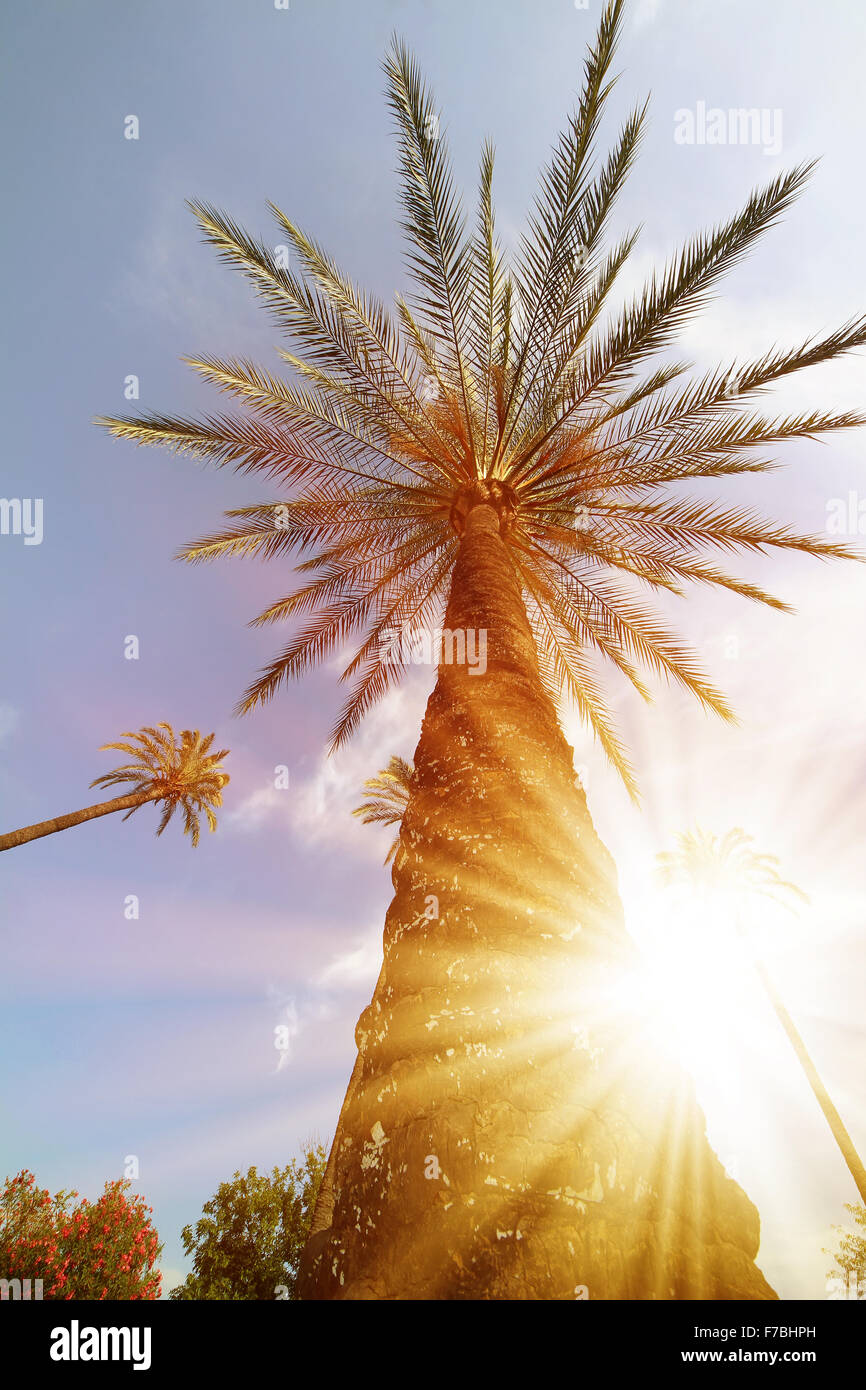 High palm hi-res stock photography and images - Alamy