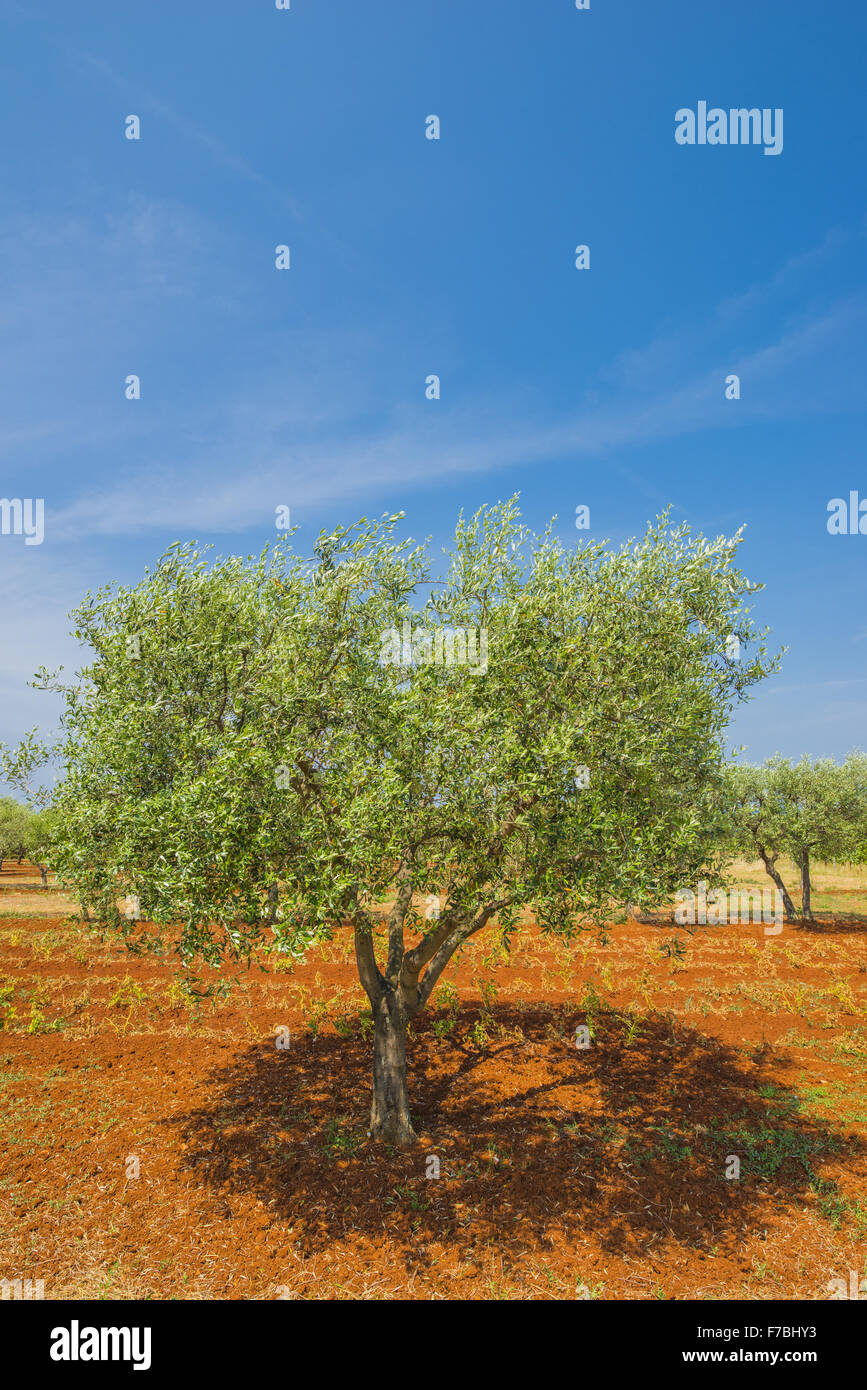 Croatia, Istria, Olive Tree Stock Photo - Alamy