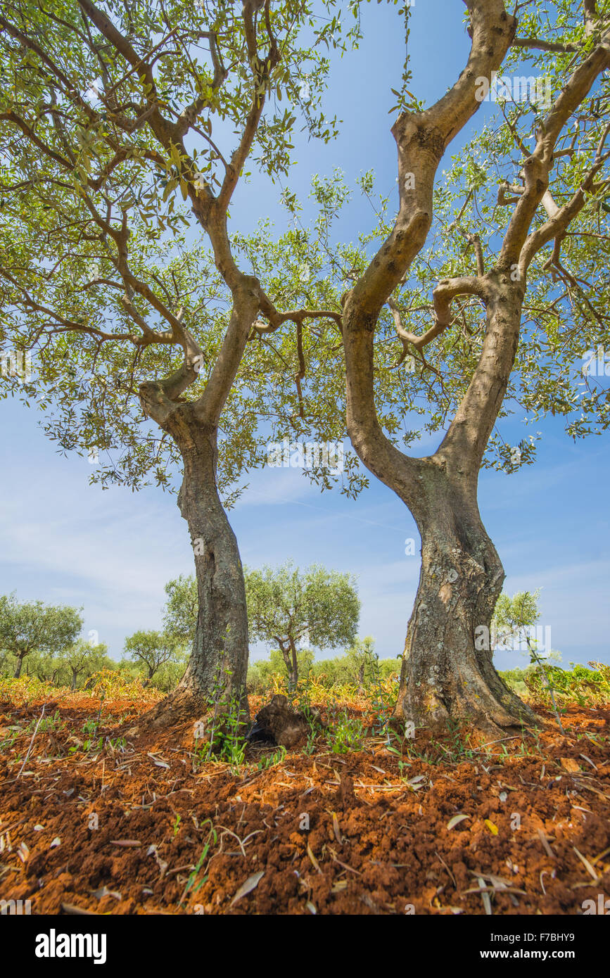 Croatia, Istria, Olive Tree Stock Photo - Alamy