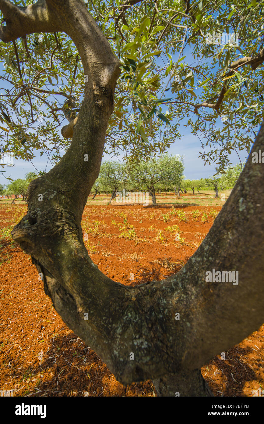 Croatia, Istria, Olive Tree Stock Photo - Alamy