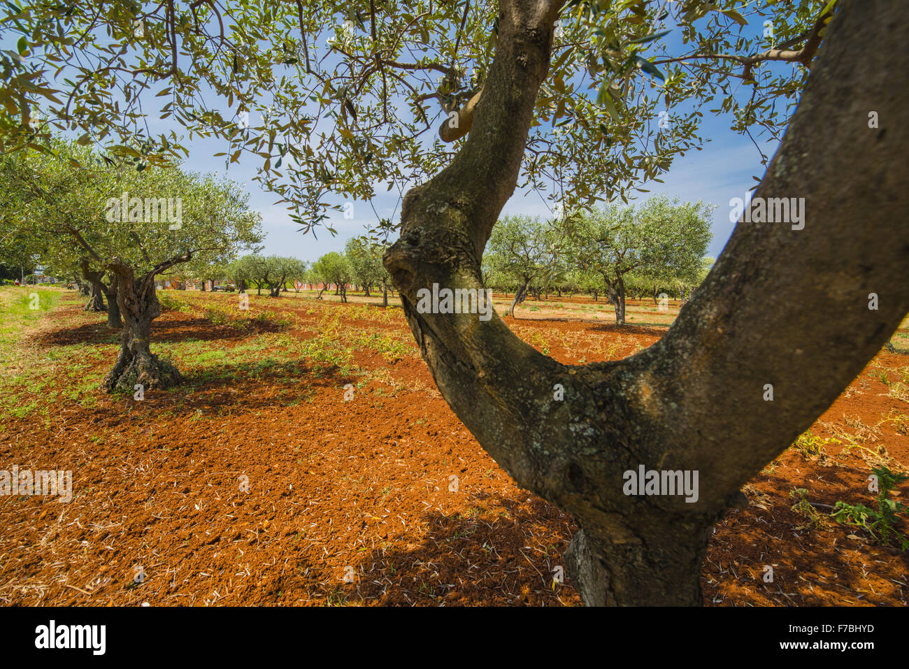 Croatia, Istria, Olive Tree Stock Photo - Alamy