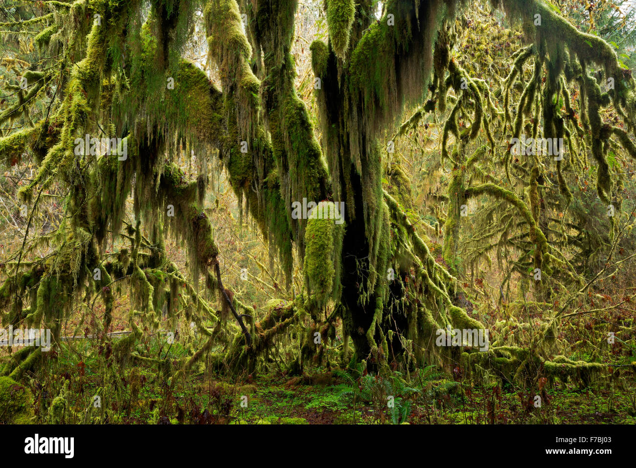 Moss covering the trees in the Hall of Mosses, a temperate rain forest ...