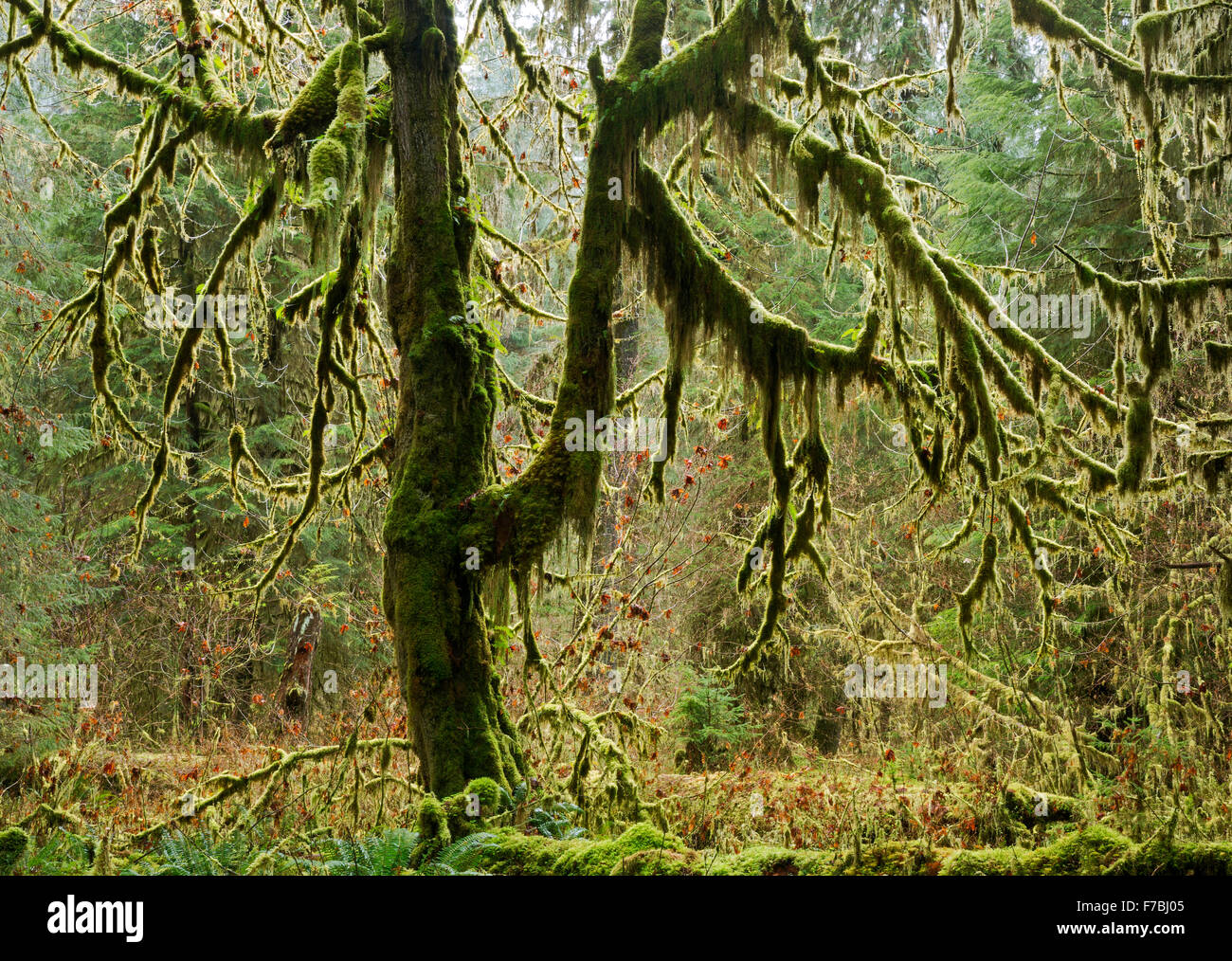 Temperate forest tree hi-res stock photography and images - Alamy