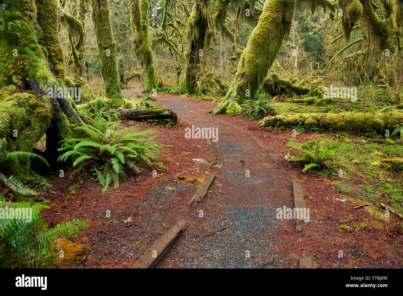 Moss covered trees and fern covered forest floor in the Hall of Mosses ...