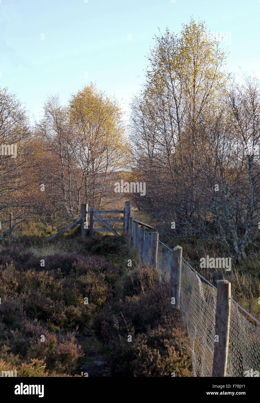Autumn colours on the Badenoch Way walking trail in the scottish ...