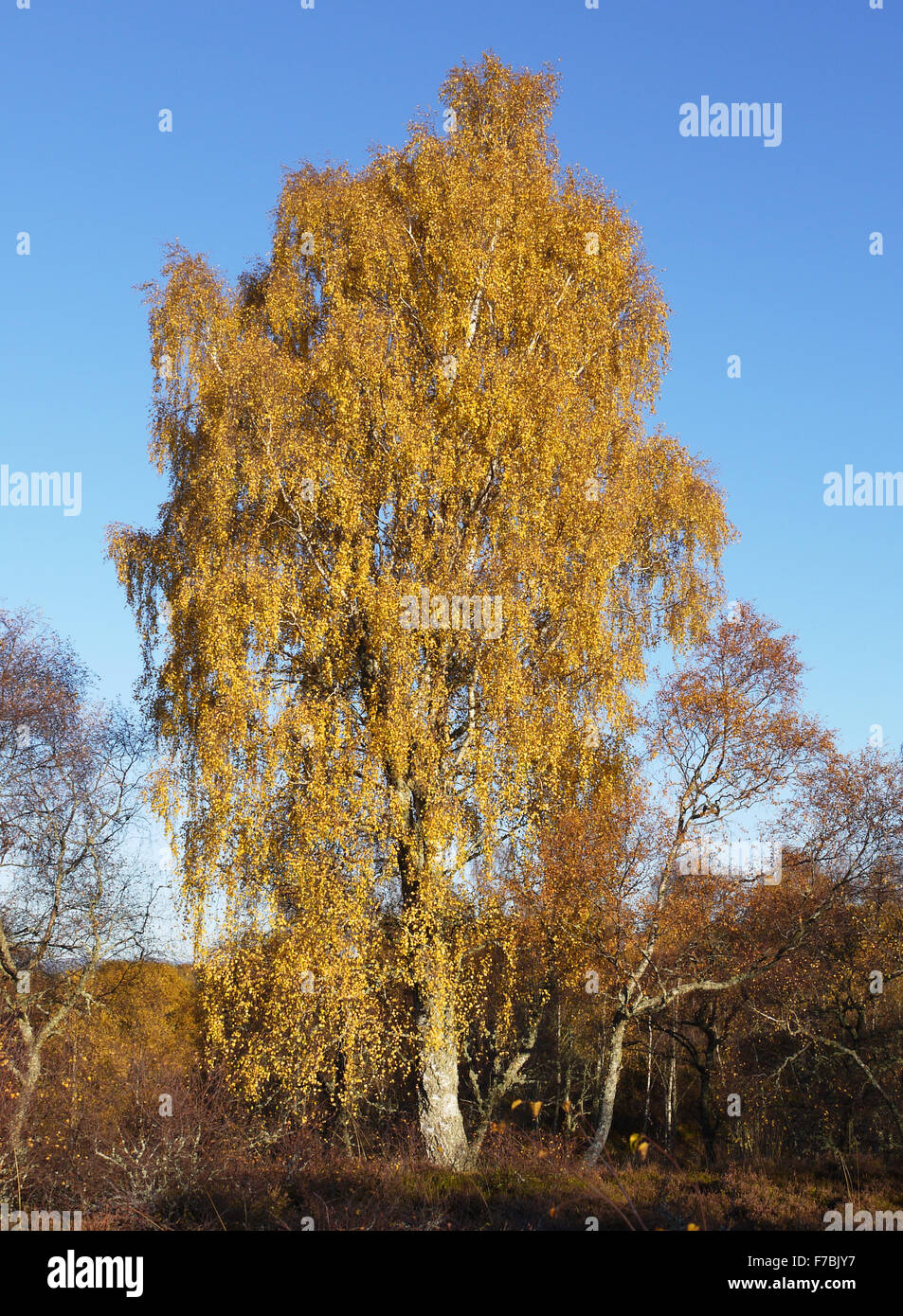 Autumn colours on the Badenoch Way walking trail in the scottish ...