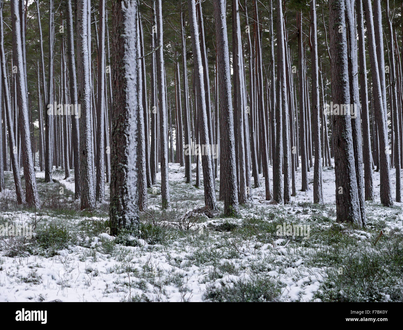 Pine forest scotland hi-res stock photography and images - Alamy