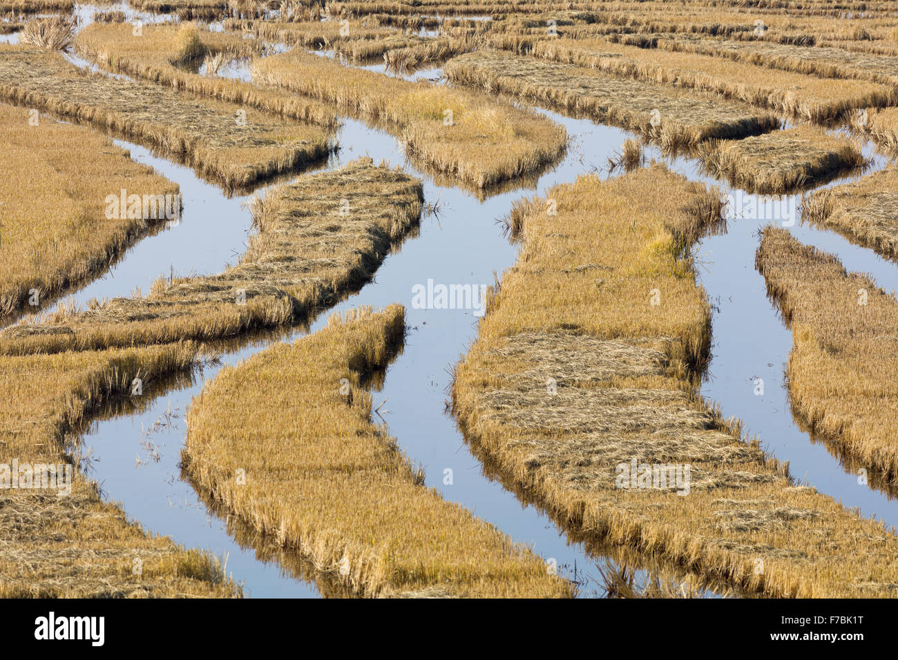 Yolo bypass hi-res stock photography and images - Alamy