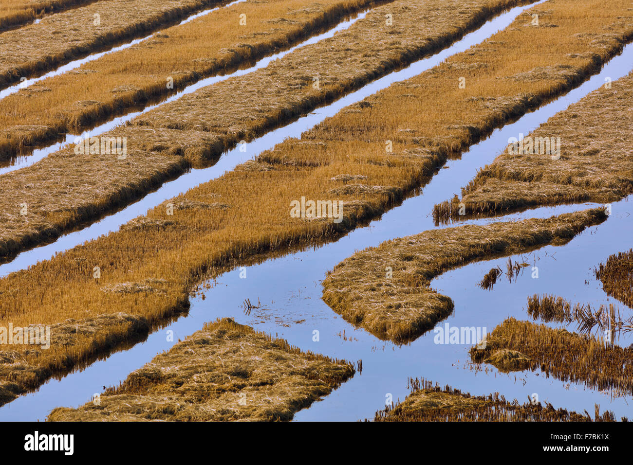 Marsh patterns. Yolo Bypass Wildlife Area, Sacramento, CA Stock Photo ...