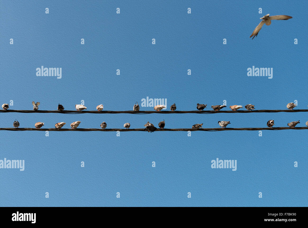 Pigeon musical note hi-res stock photography and images - Alamy