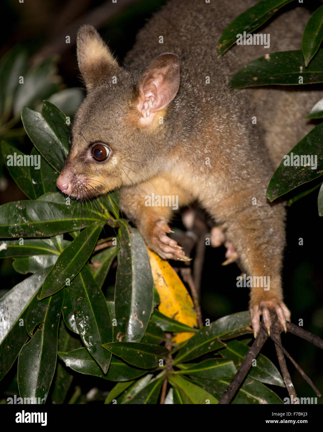 brush-tailed possum in a tree Stock Photo - Alamy