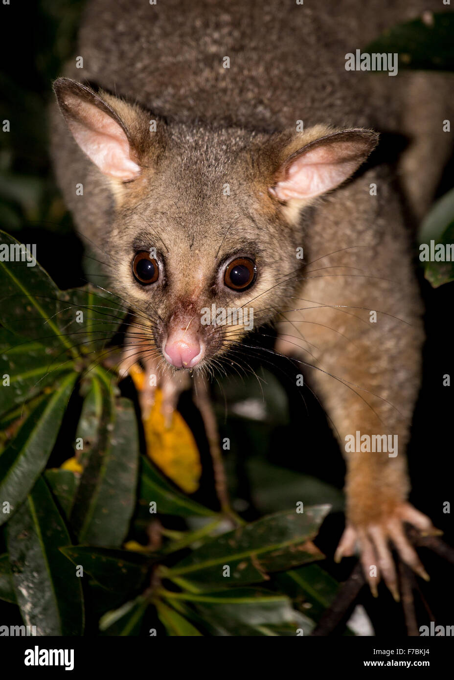 a brush-tailed possum in a tree Stock Photo - Alamy